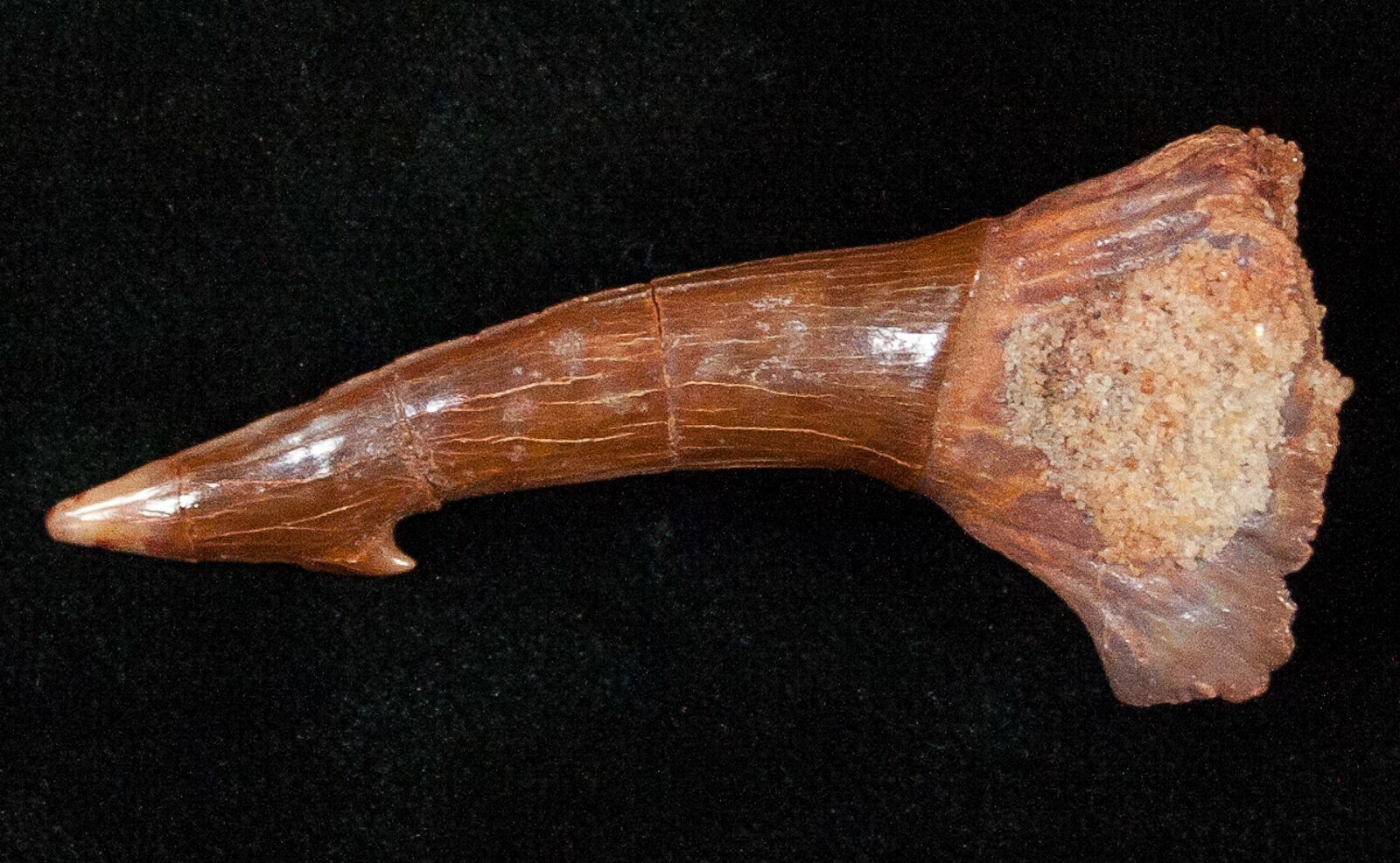 2.1" Onchopristis (Giant Sawfish) Rostral Barb/Tooth For Sale (#16934 ...