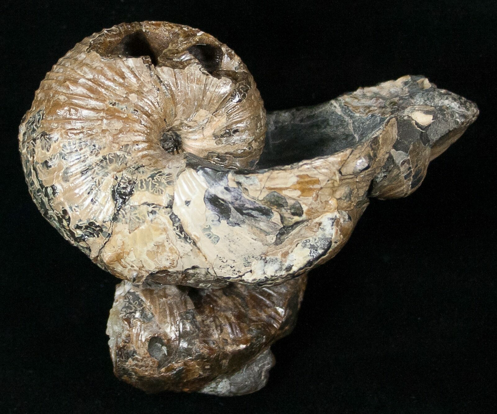 Hoploscaphites Ammonite With Clam Fossils - Montana For Sale (#16966 ...