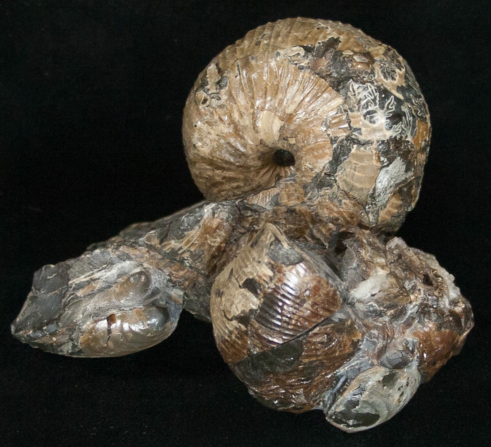 Hoploscaphites Ammonite With Clam Fossils - Montana For Sale (#16966 ...