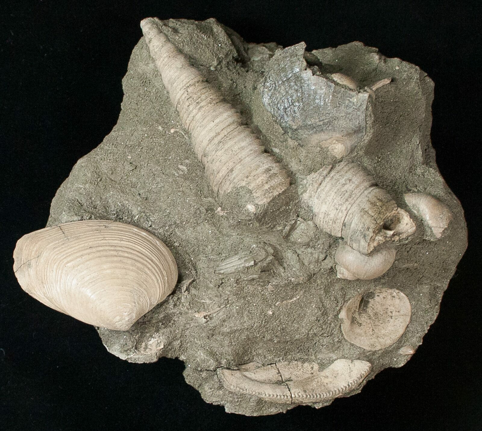 Cretaceous Gastropod And Clam Fossils - Coon Creek Formation For Sale ...