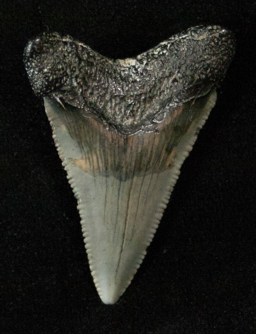 1.39" Serrated Baby Megalodon Tooth For Sale (#17197) - FossilEra.com