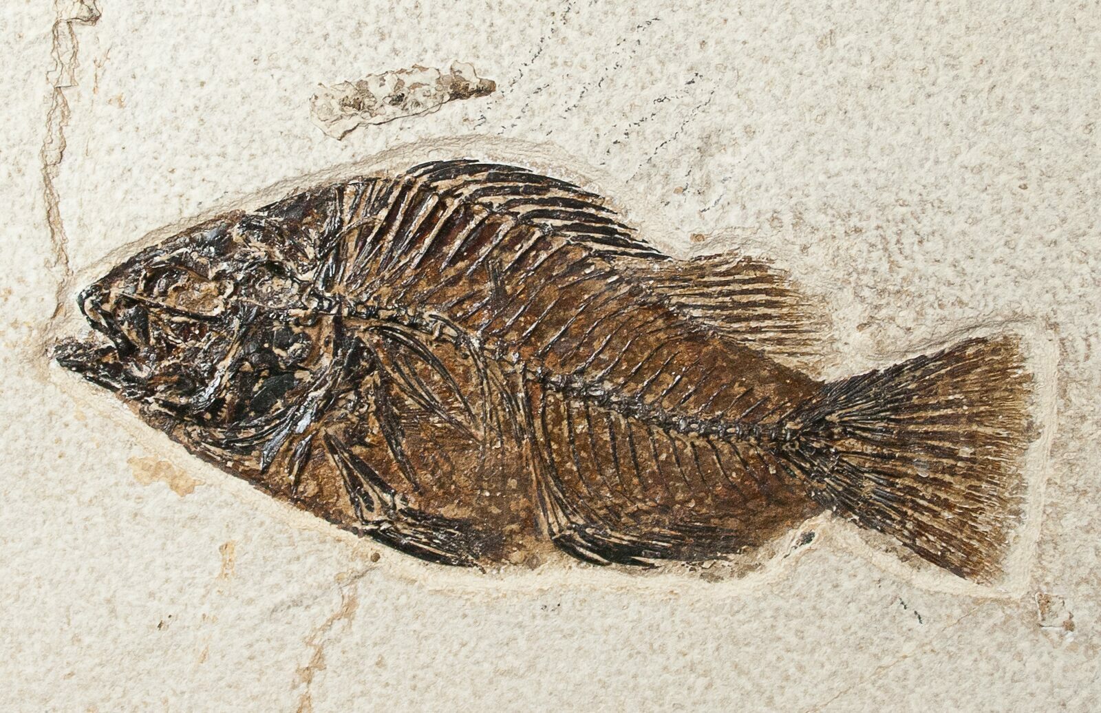 18x12" Beautiful Fossil Fish Plate - Priscacara & Diplomystus For Sale ...