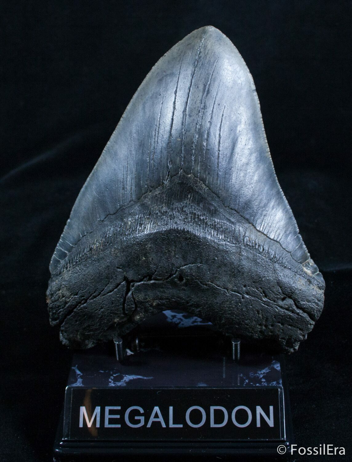 6+ Inch, Monster, Black Megalodon Tooth For Sale (#2917) - FossilEra.com
