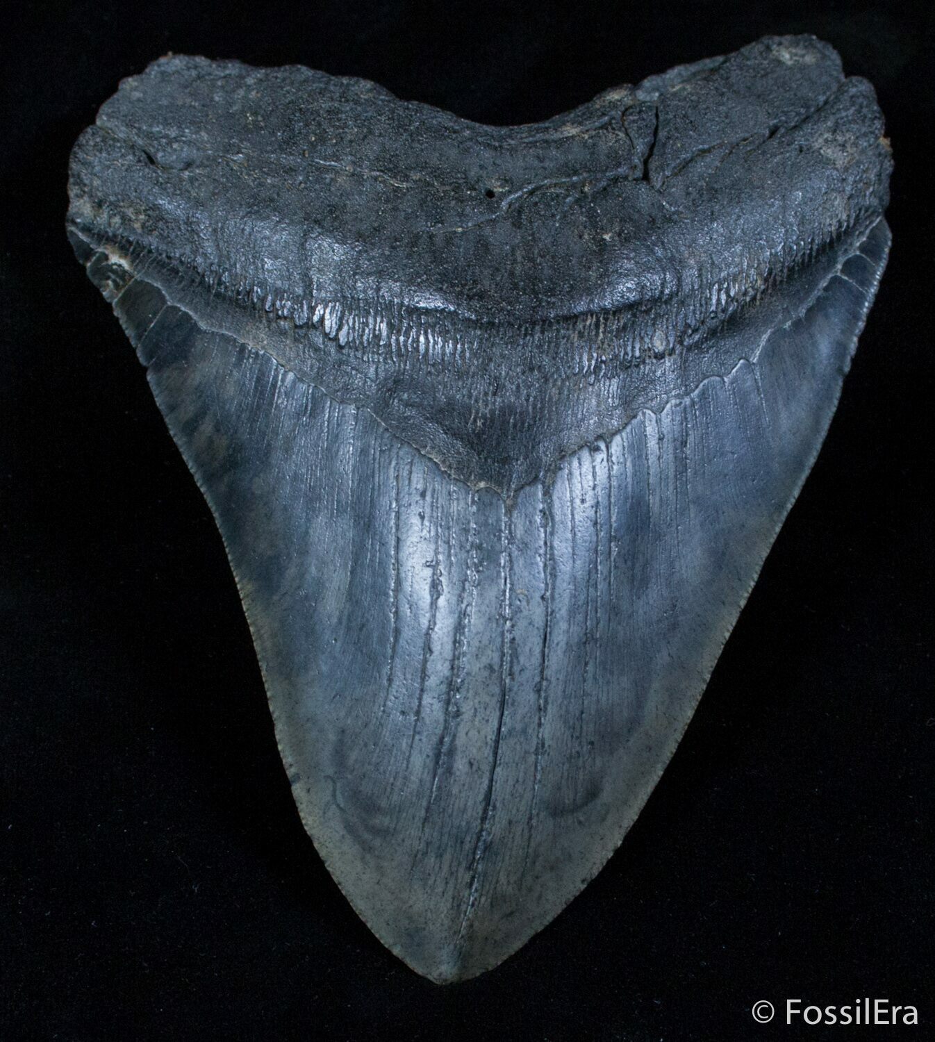 6+ Inch, Monster, Black Megalodon Tooth For Sale (#2917) - FossilEra.com