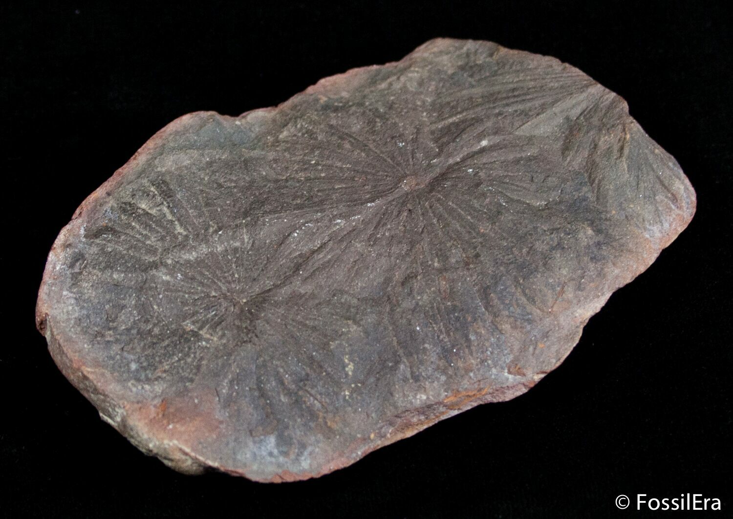Nice Annularia - Mazon Creek Plant Fossil For Sale (#2872) - FossilEra.com