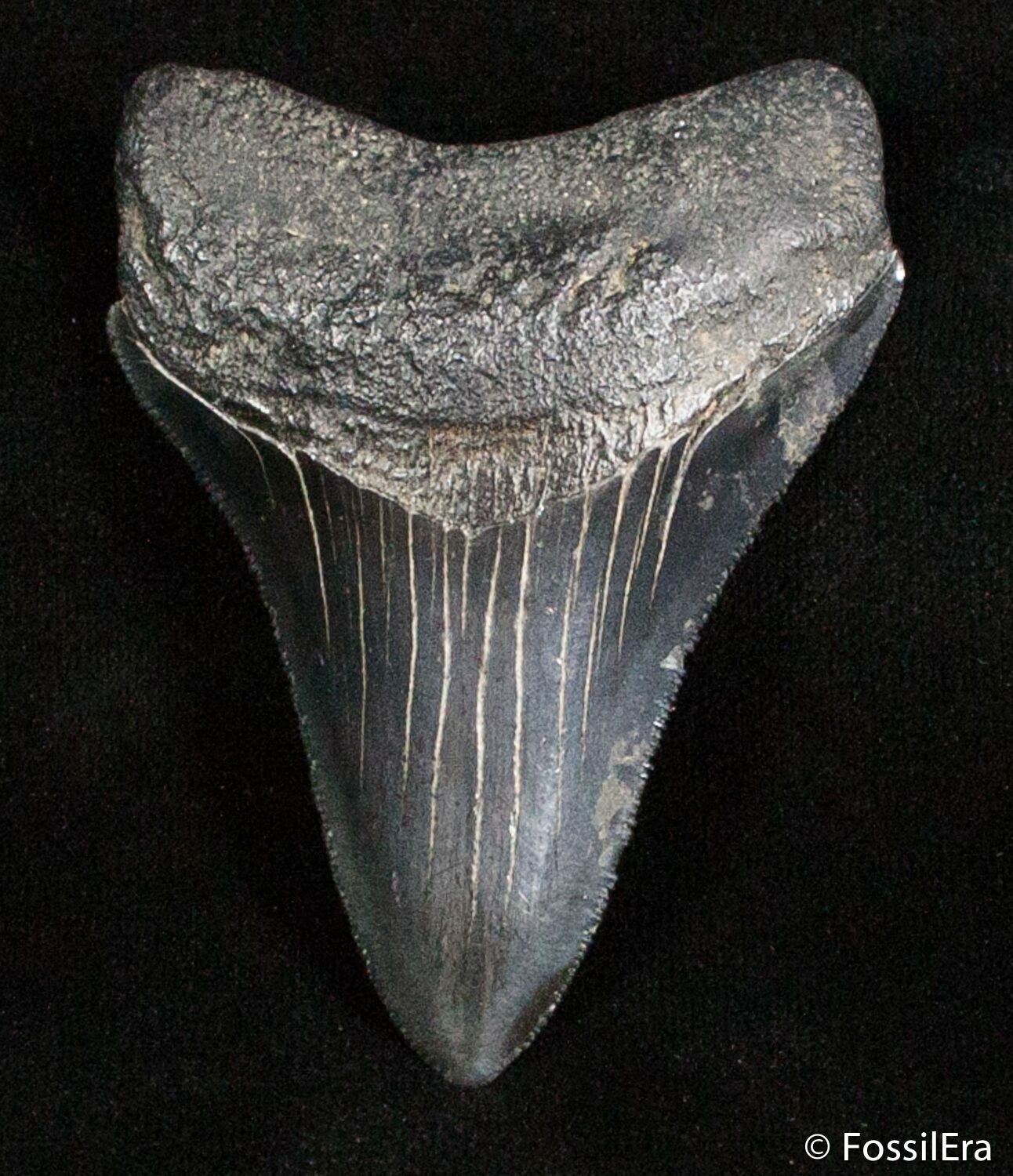 Jet Black and Serrated 2.81 Inch Meg Tooth For Sale (#2902) - FossilEra.com