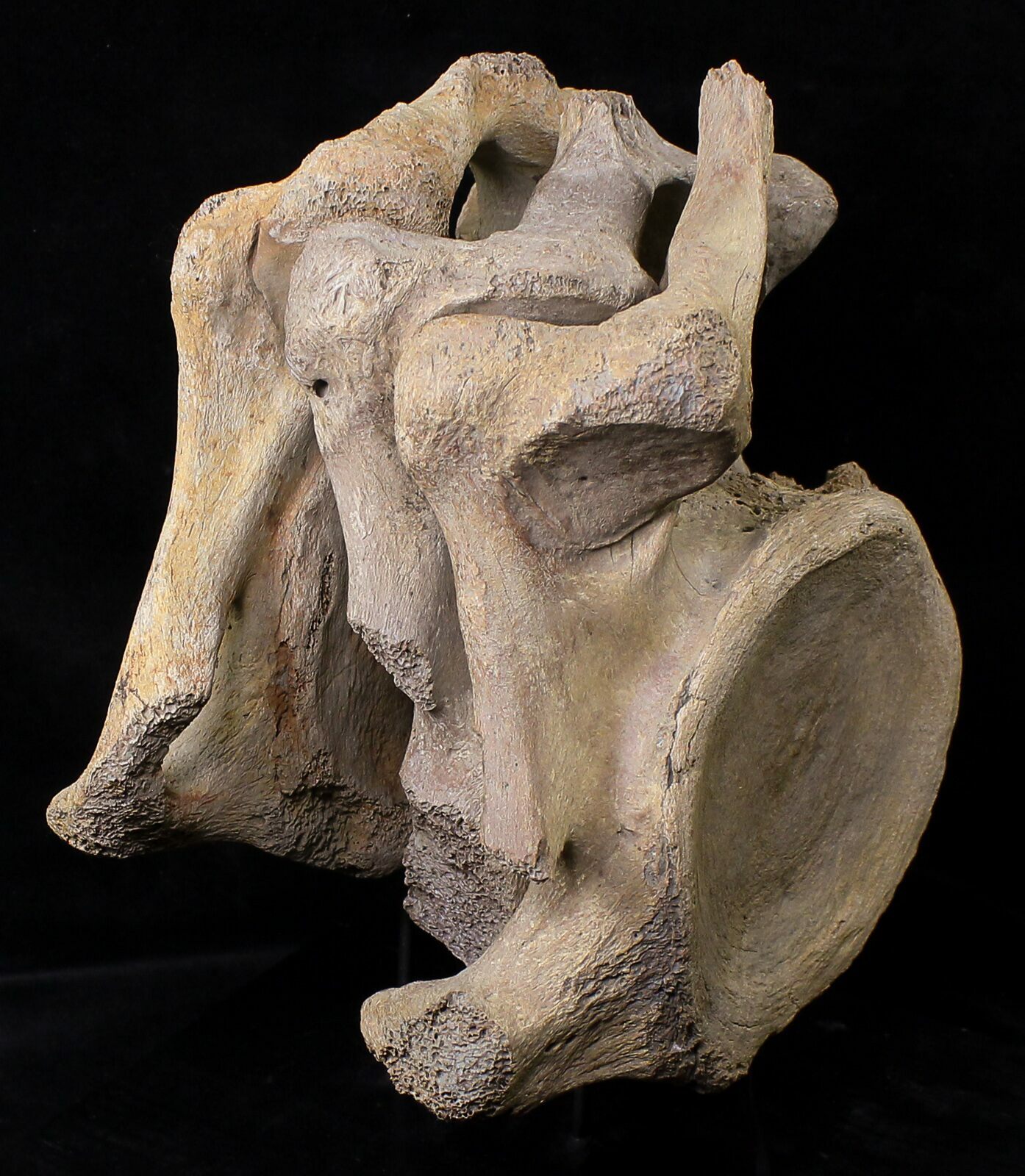 Articulated Woolly Mammoth Neck Vertebras - Alaska For Sale (#18675 ...