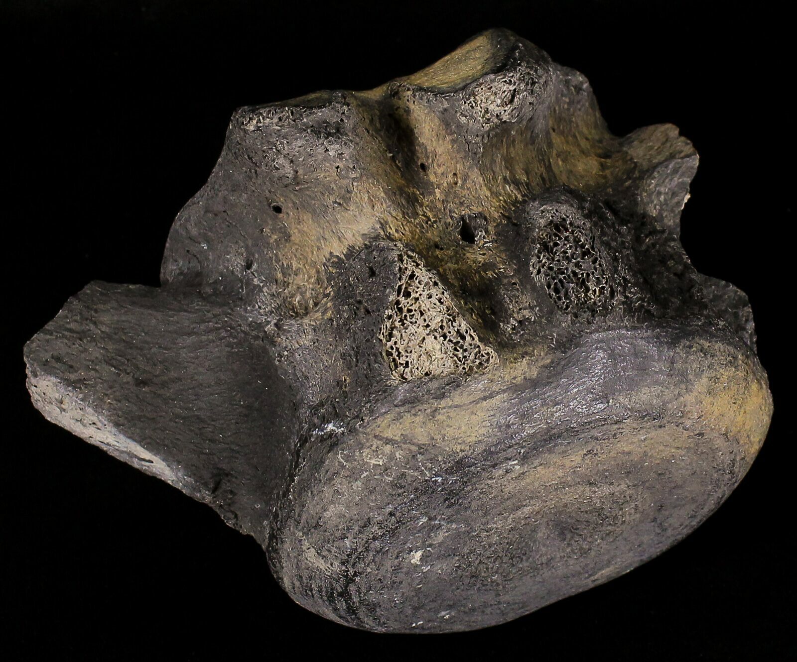 Fossil Giant Sloth (Megalonyx) Tail Vertebra - Florida For Sale (#18676 ...