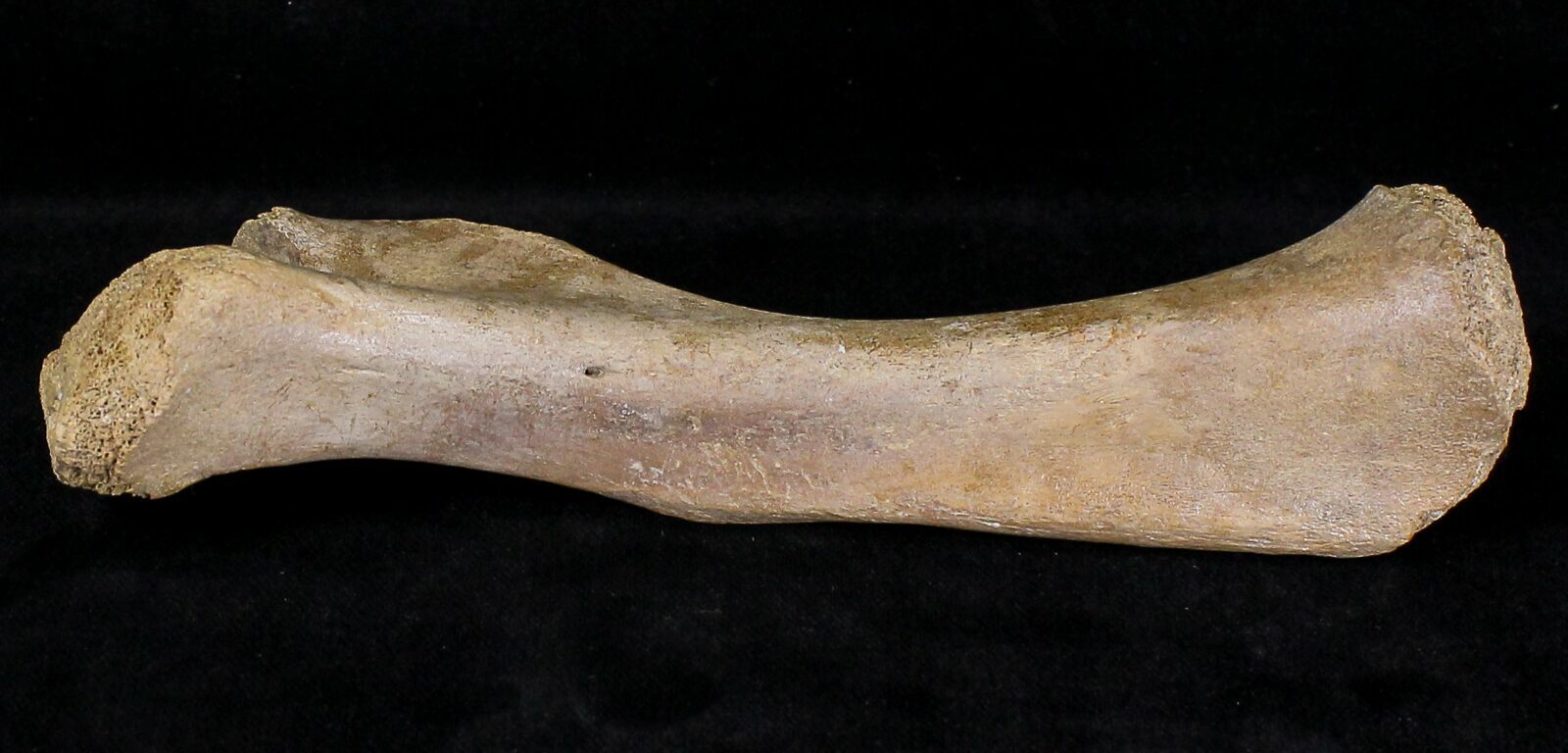 Baby Cave Bear (Ursus spelaeus) Humerus - Russia For Sale (#18677 ...