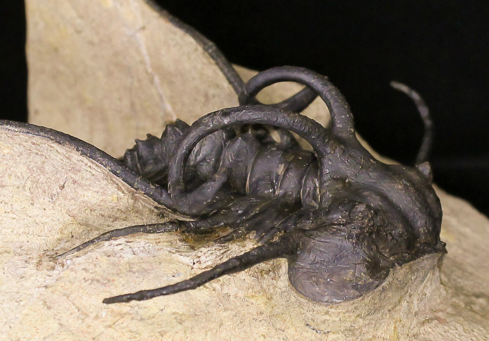 2.7" Dicranurus Monstrosus Trilobite For Sale (#18576) - FossilEra.com