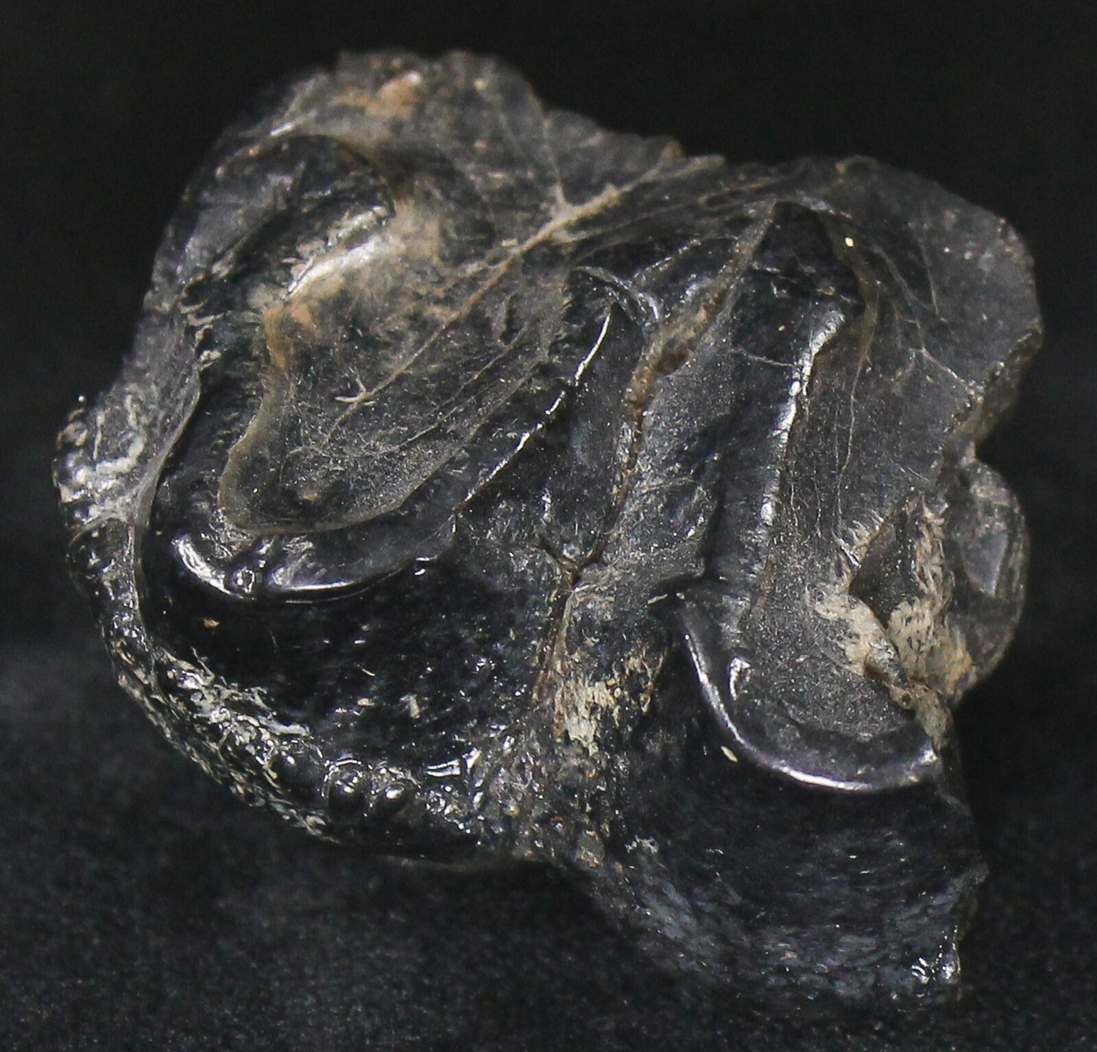 Baby Mastodon Shed Tooth - Peace River, Florida For Sale (#18680 ...