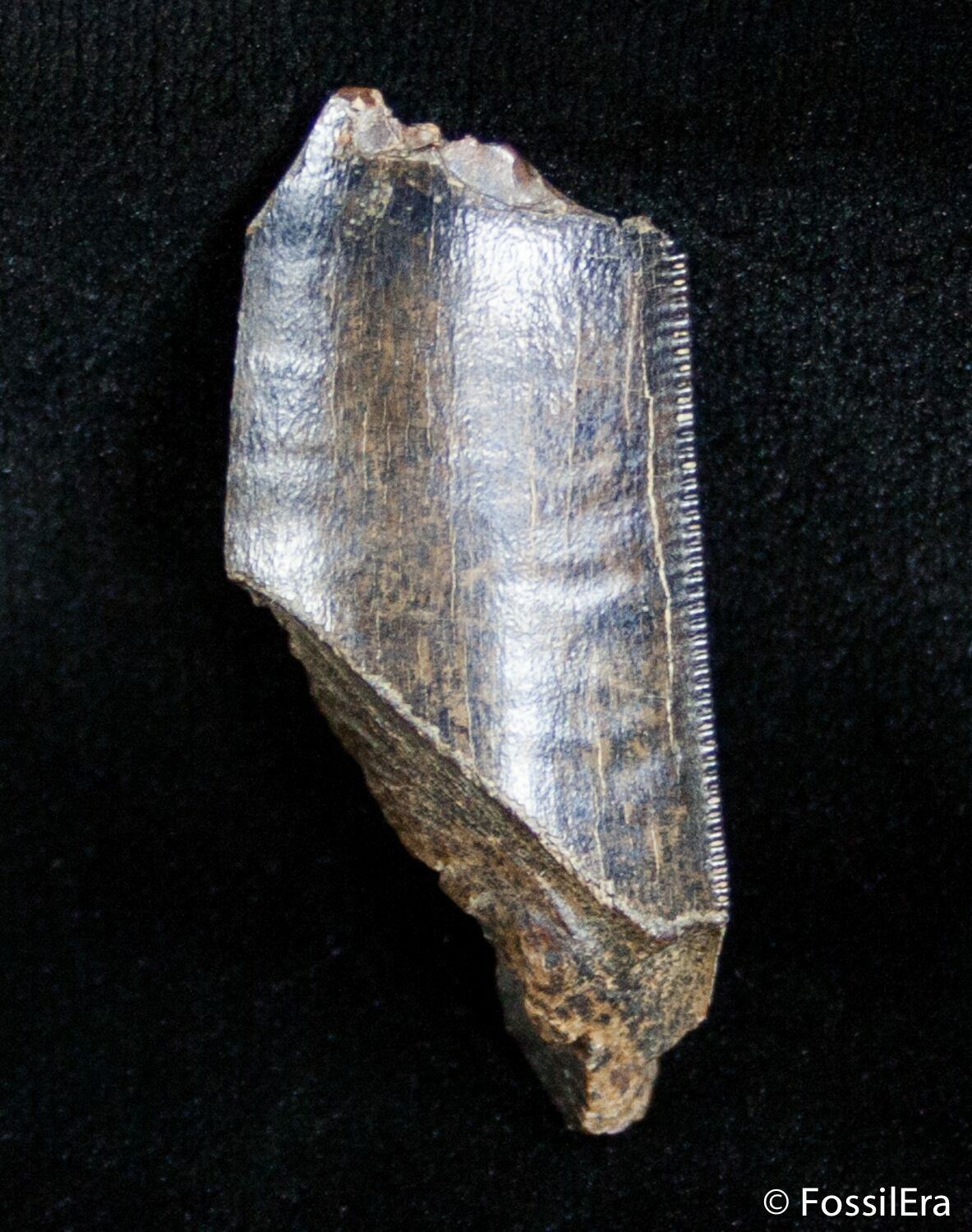 Partial Serrated Tyrannosaurid Tooth - T-Rex For Sale (#3000 ...