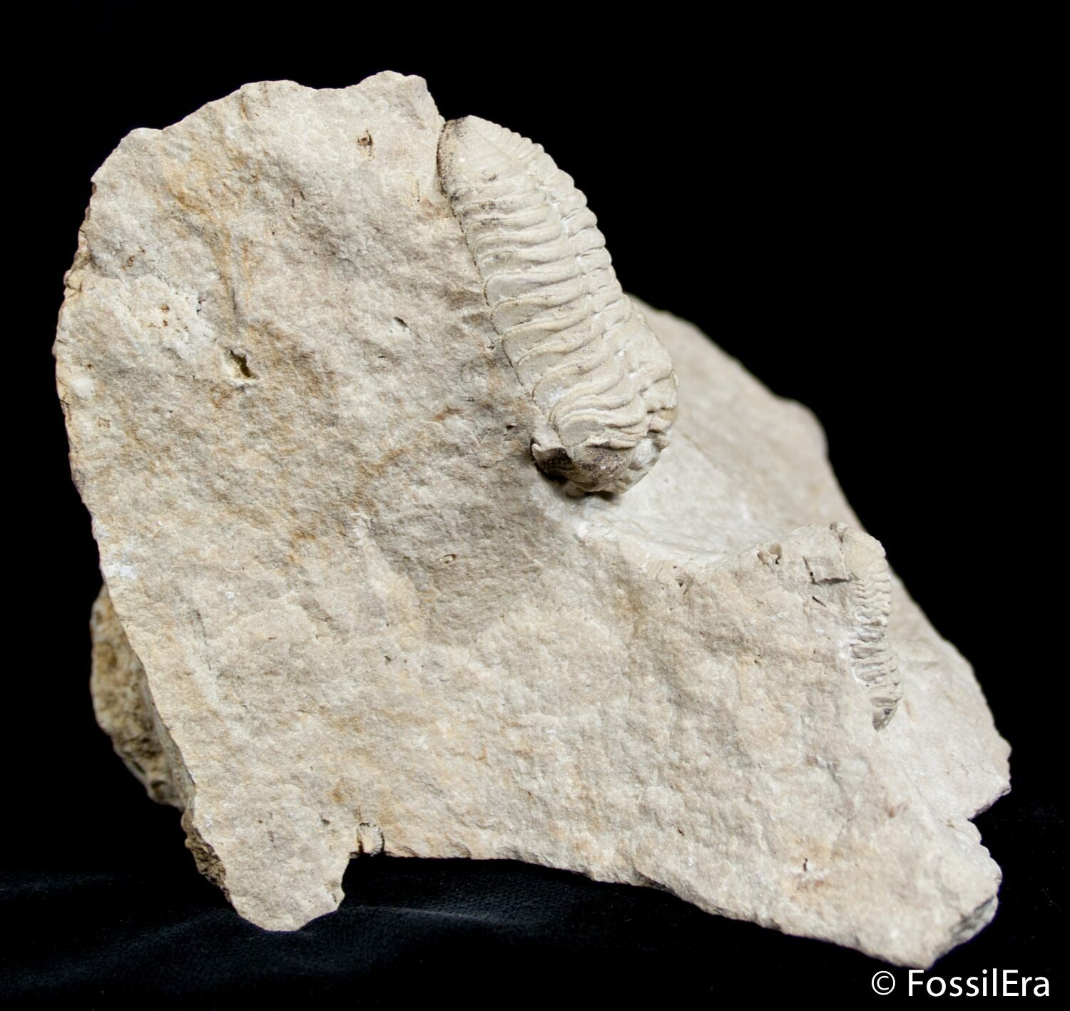 Double Calymene Celebra Trilobite For Sale (#3008) - FossilEra.com