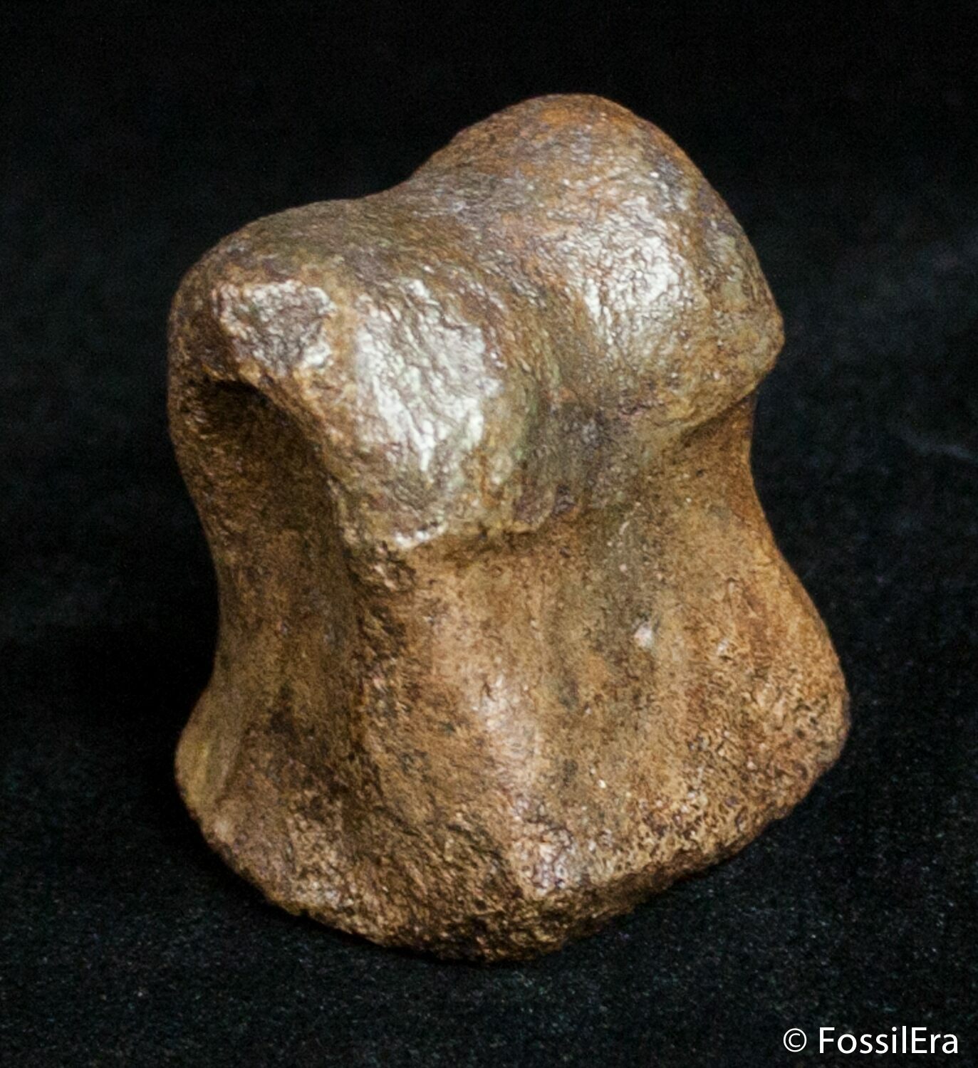 Well Preserved Theropod Toe Bone - Hell Creek For Sale (#2993 ...