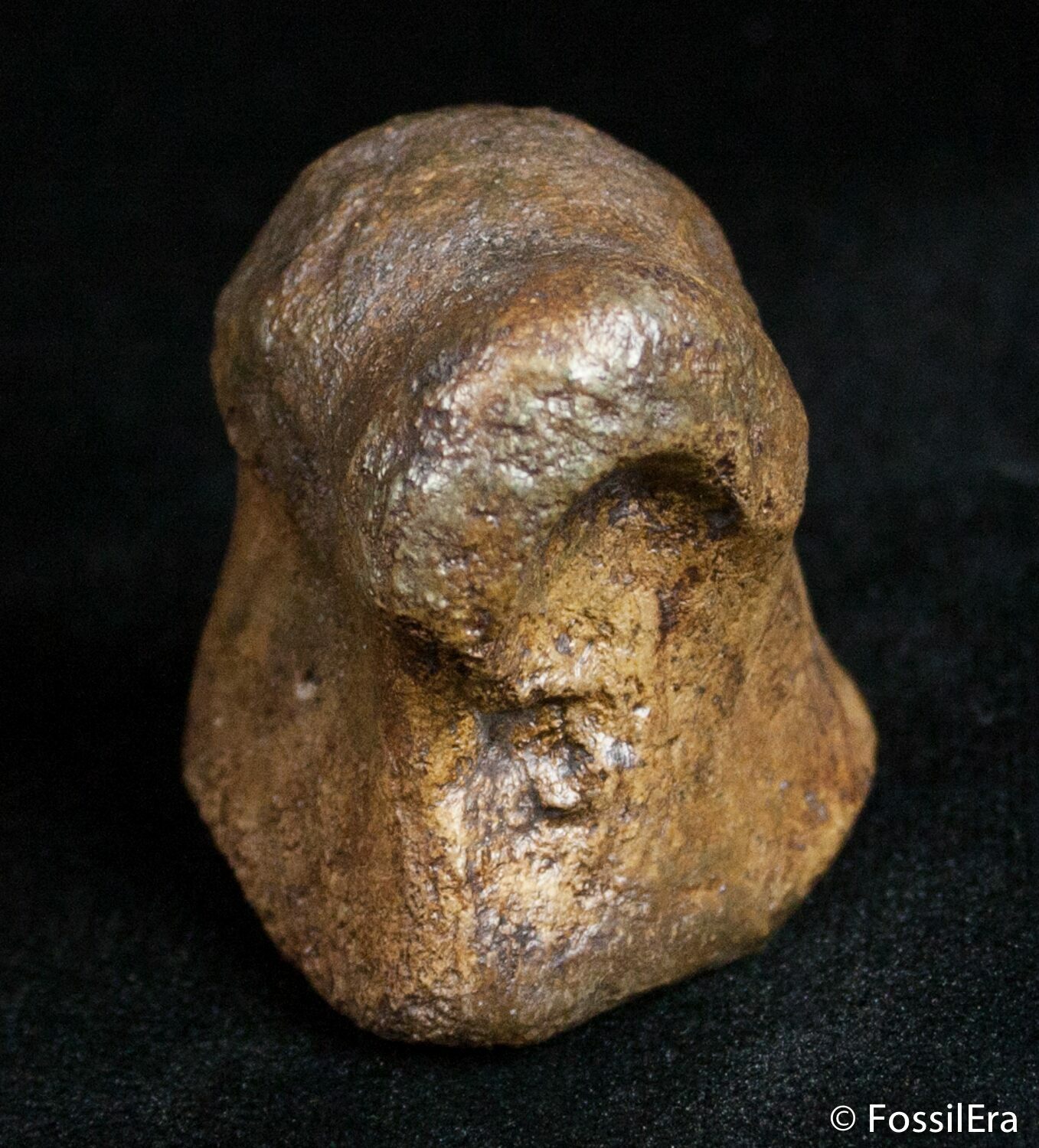 Well Preserved Theropod Toe Bone - Hell Creek For Sale (#2993 ...