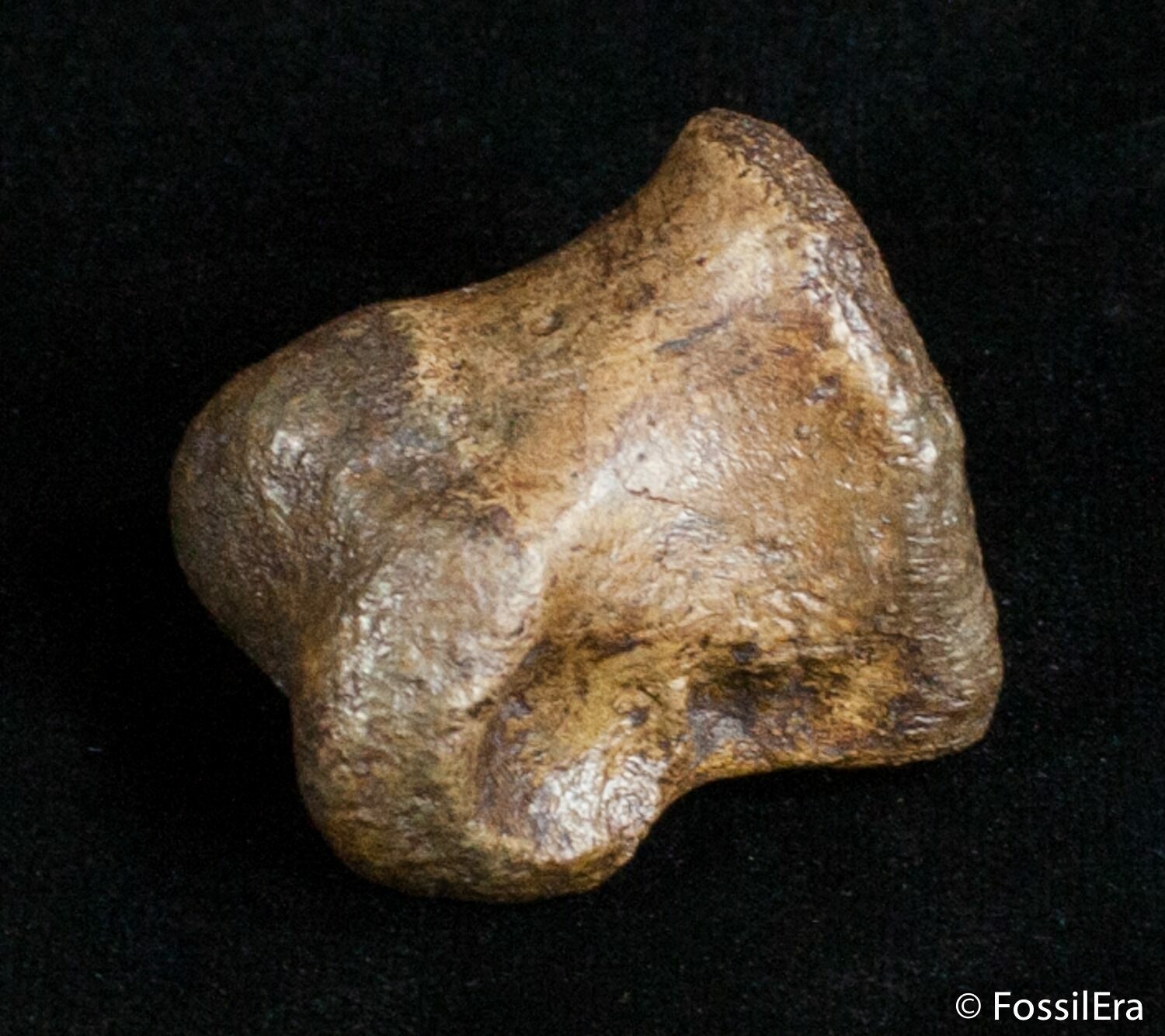 Judith River Formation Bone Identification - Fossil ID - The Fossil Forum