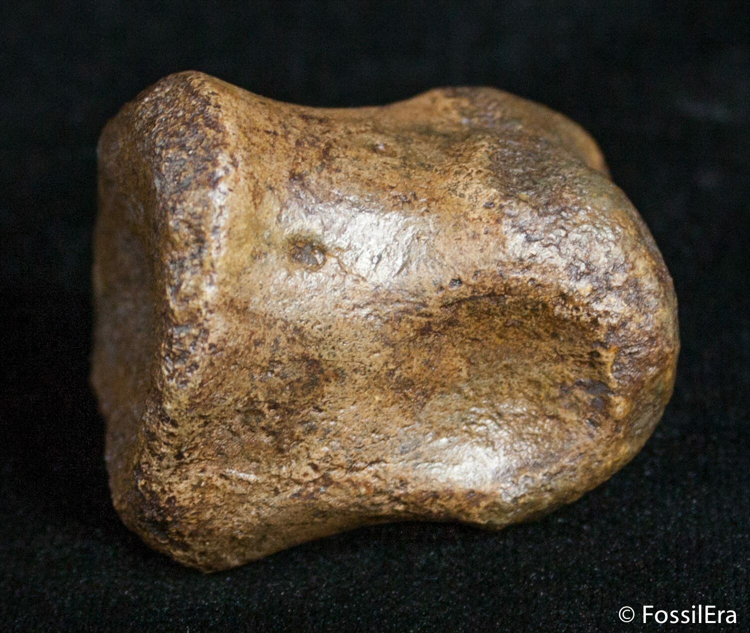 Well Preserved Theropod Toe Bone - Hell Creek For Sale (#2993 ...