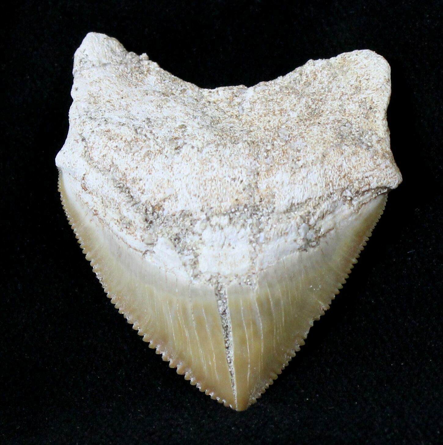 Fossil Squalicorax (Crow Shark) Shark Tooth For Sale - FossilEra.com