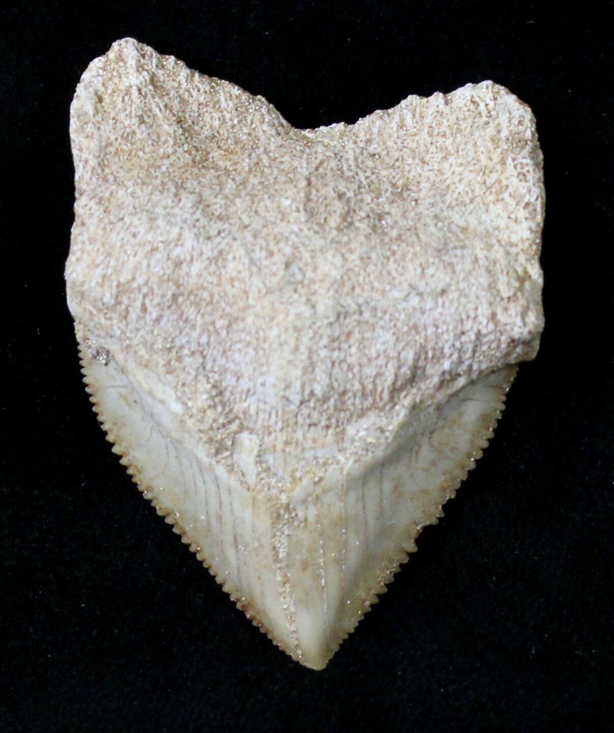 Large Squalicorax (Crow Shark) Fossil Tooth For Sale (#19279 ...