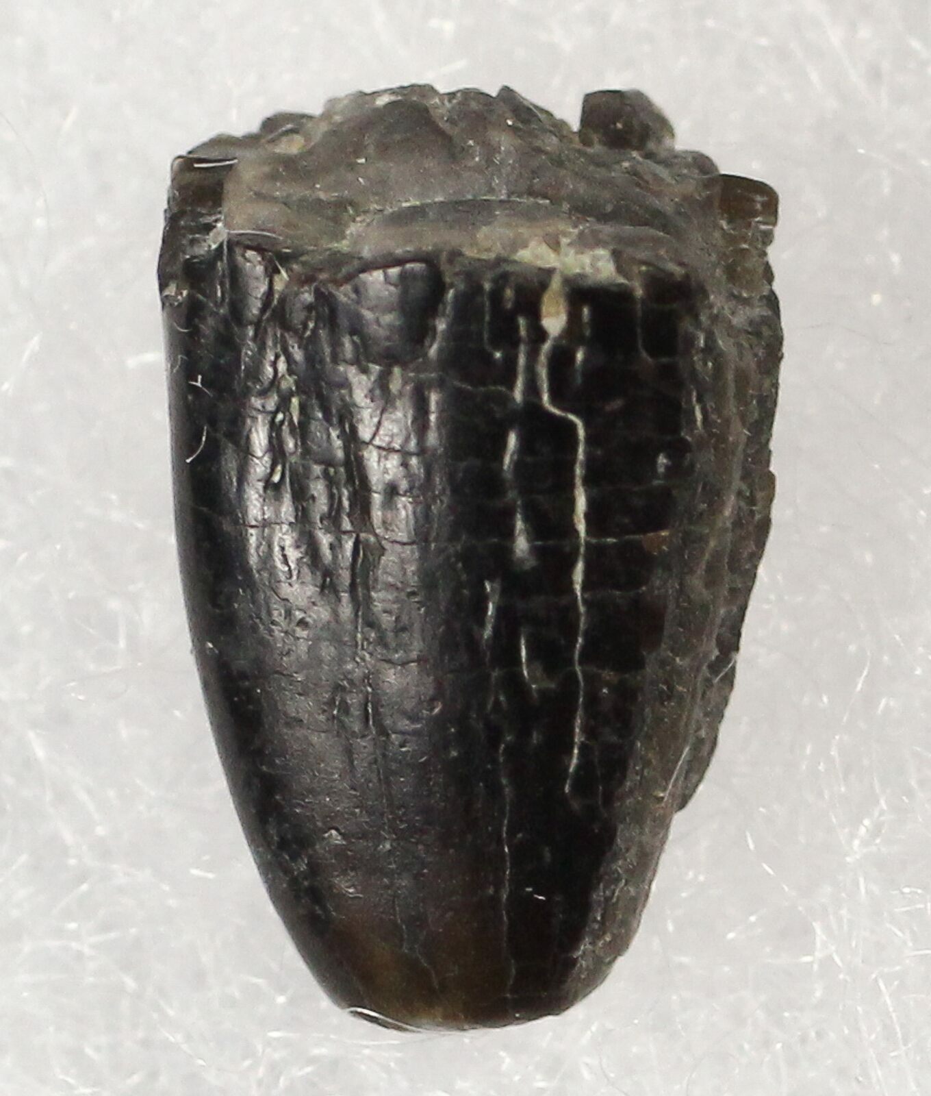 .48" Diplodocus Tooth Tip - Colorado For Sale (#19332) - FossilEra.com