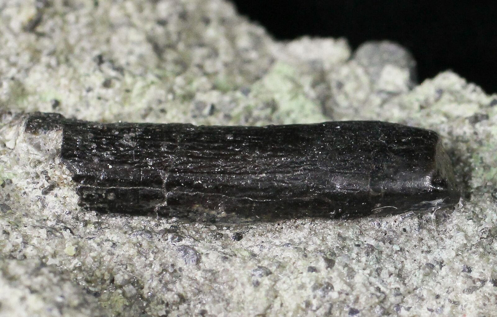 1.06" Diplodocus Tooth in Matrix - Skull Creek Quarry For Sale (#19338 ...