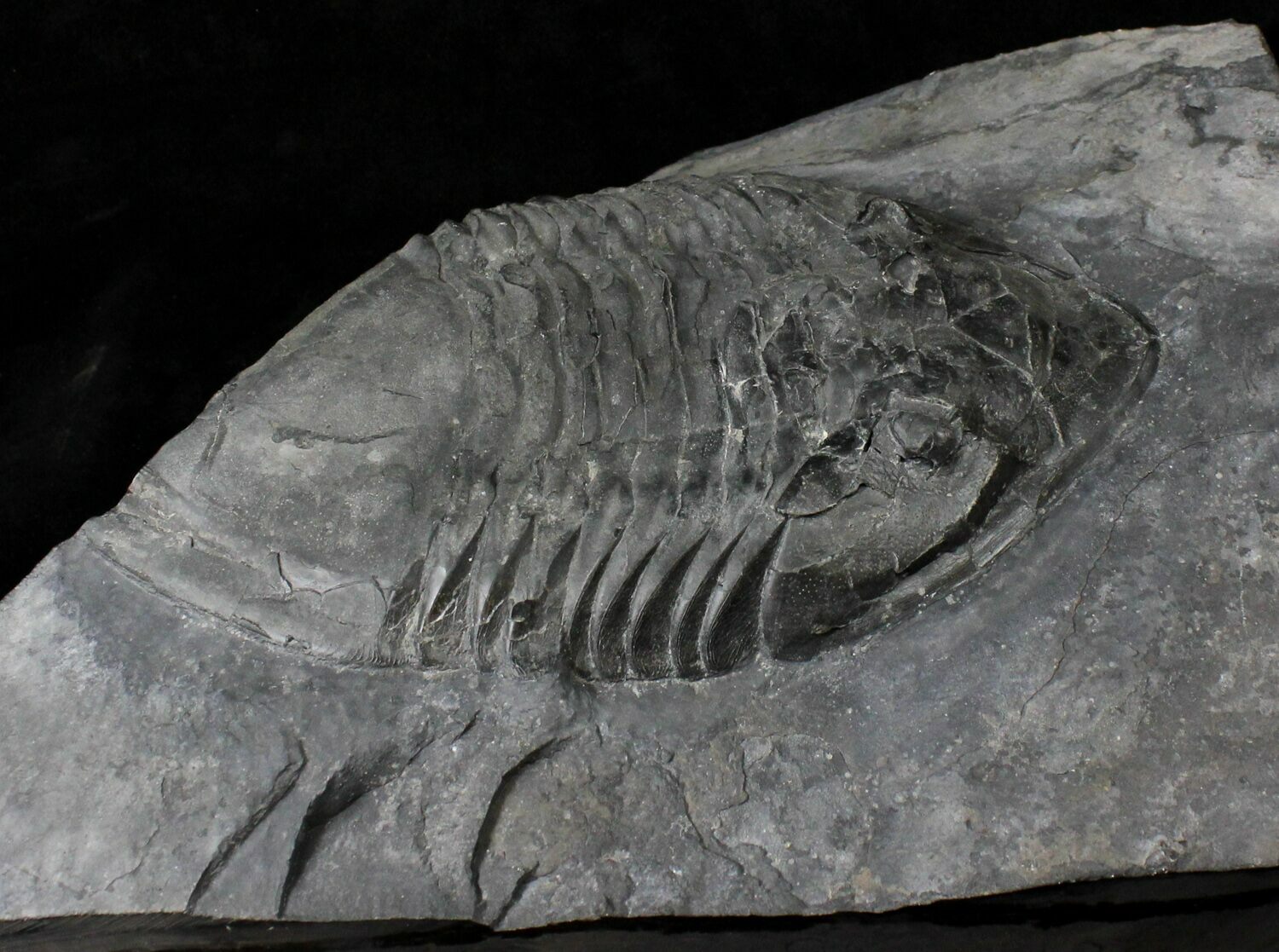 Massive 8" Isotelus Trilobite - New York For Sale (#19686) - FossilEra.com