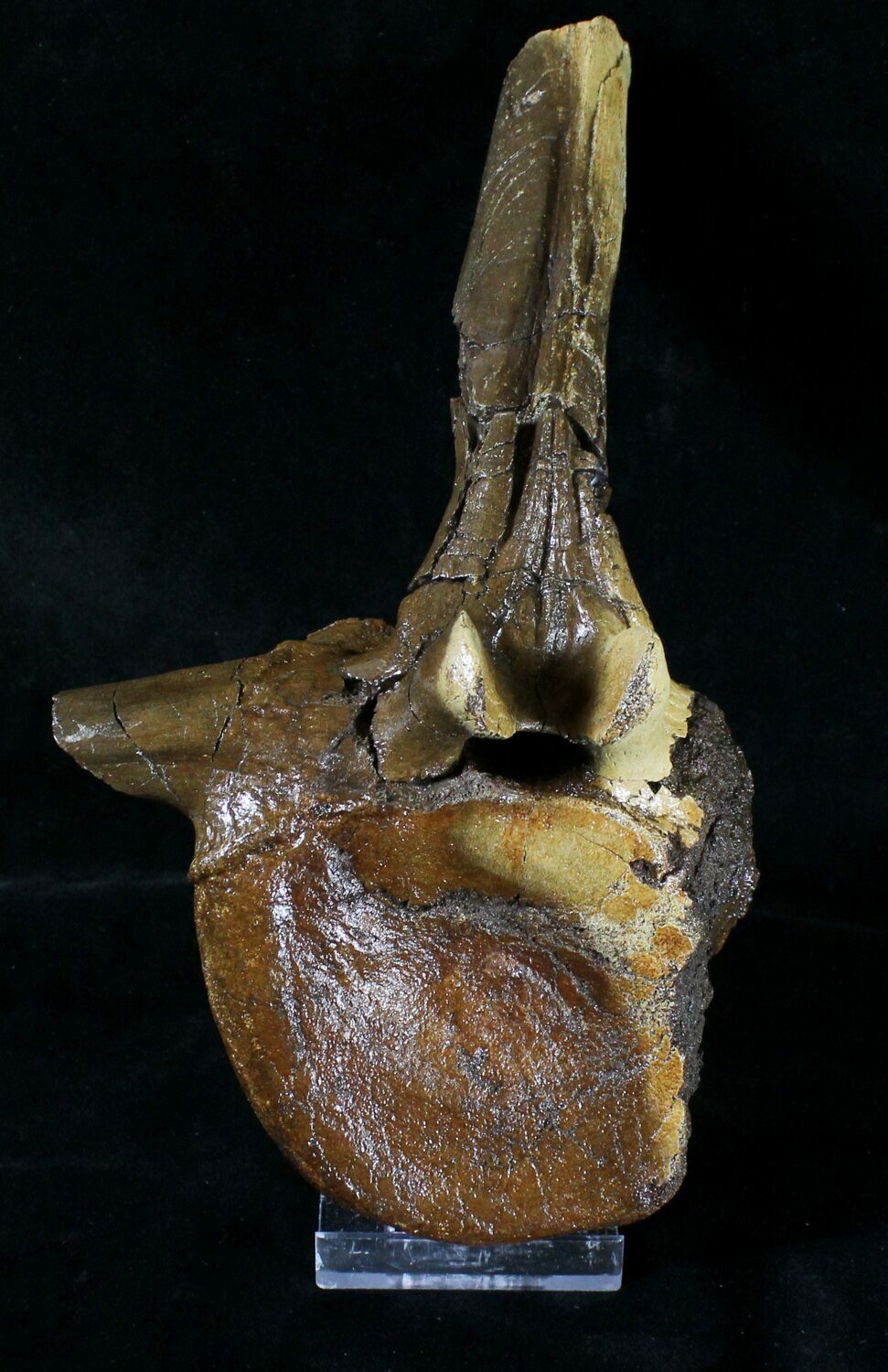 8" Hadrosaur Caudal Vertebrae With Process For Sale (#19527 ...