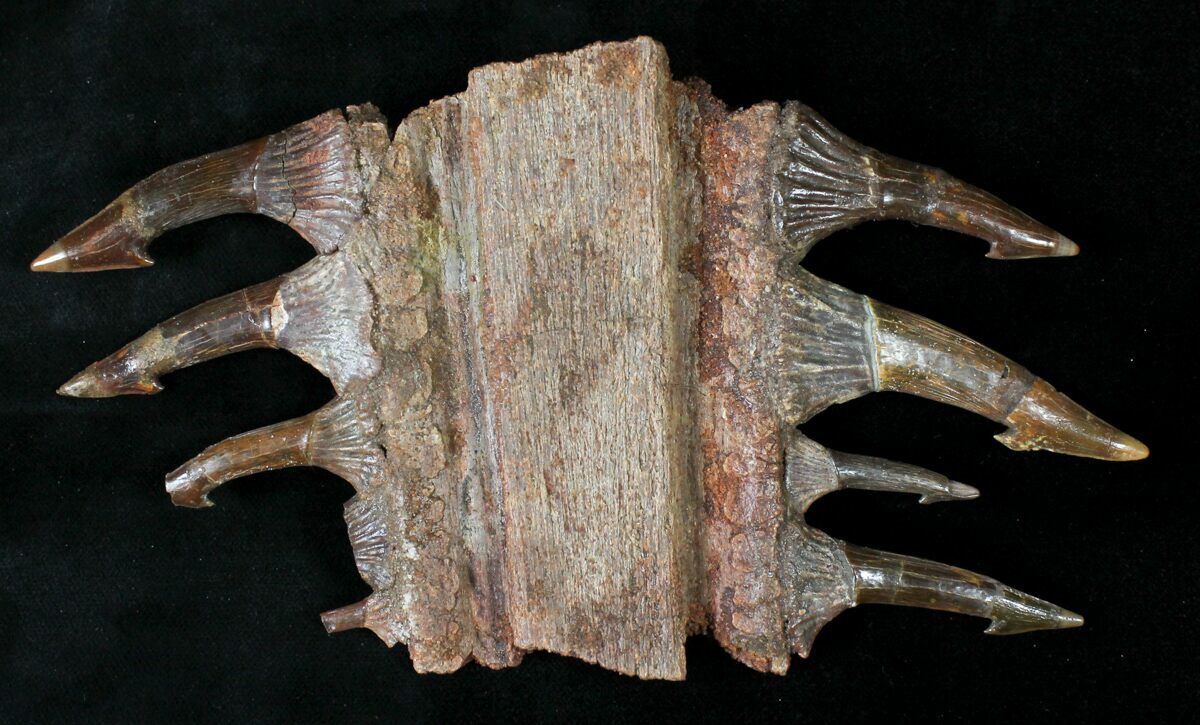 Composite Onchopristis (Giant Sawfish) Rostrum For Sale (#19877 ...