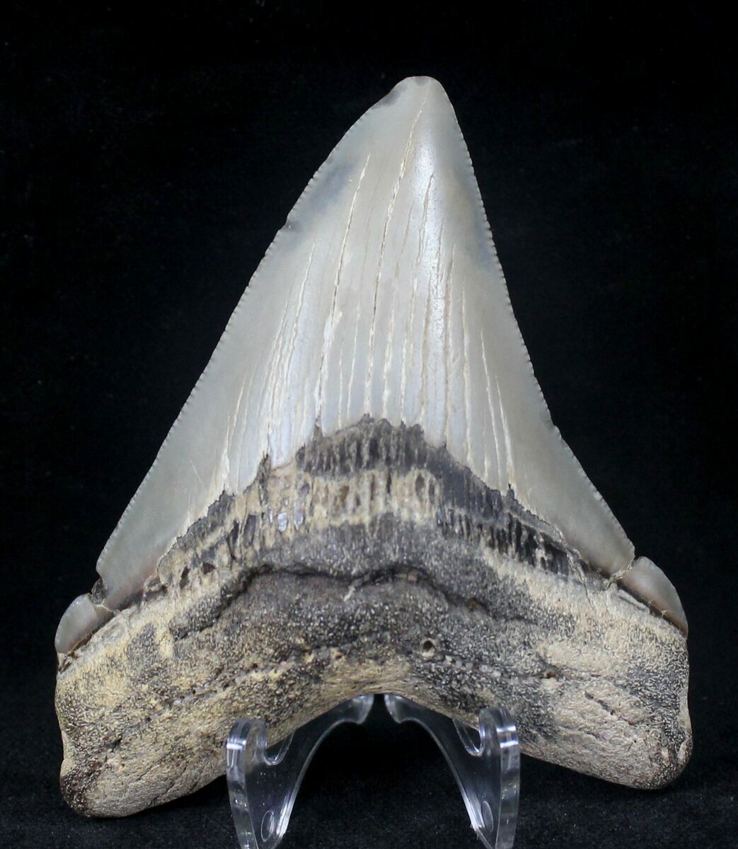 3.30" Megalodon Tooth - Calvert Cliffs, Maryland For Sale (#20454 ...