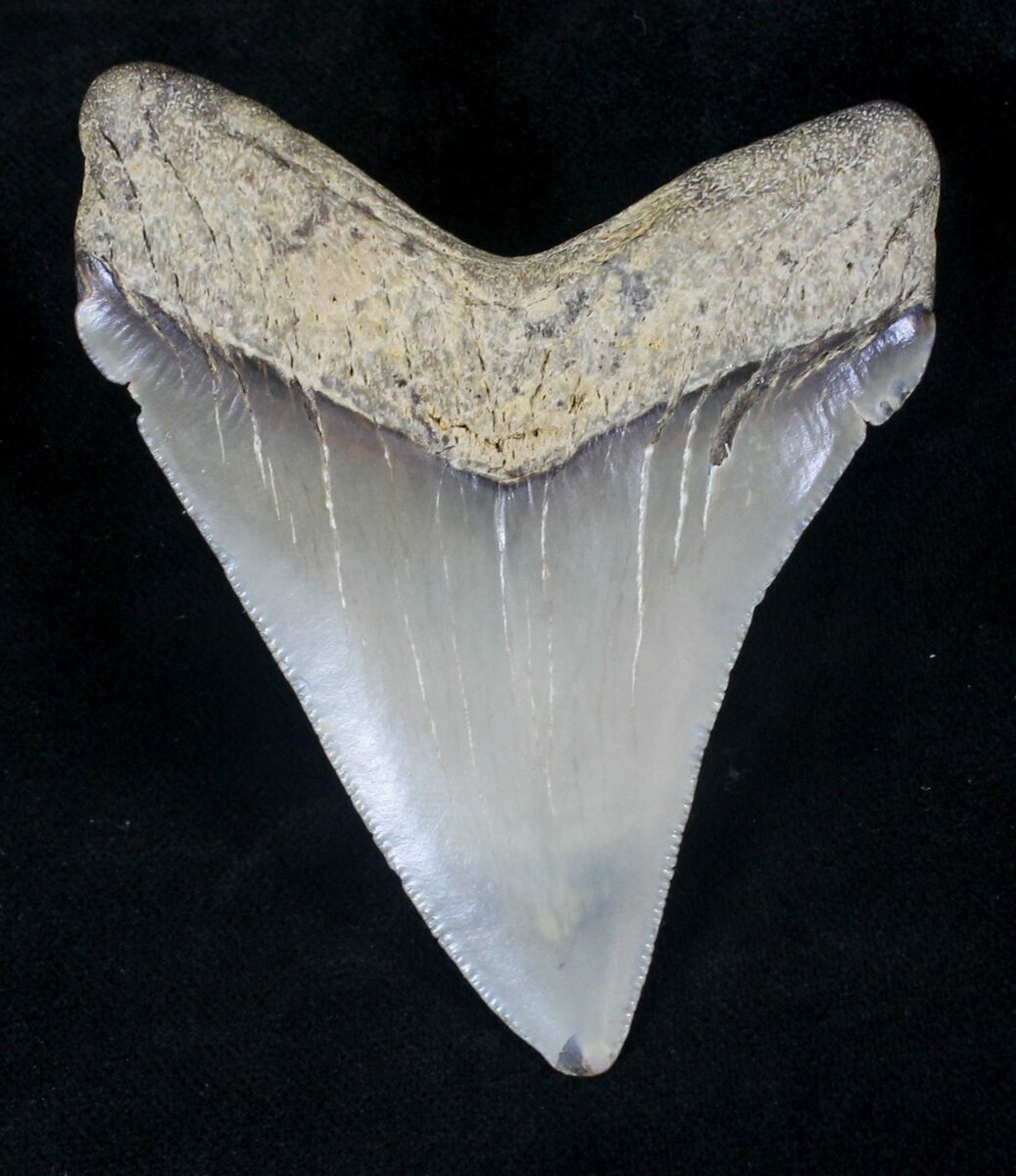 3.30" Megalodon Tooth - Calvert Cliffs, Maryland For Sale (#20454 ...
