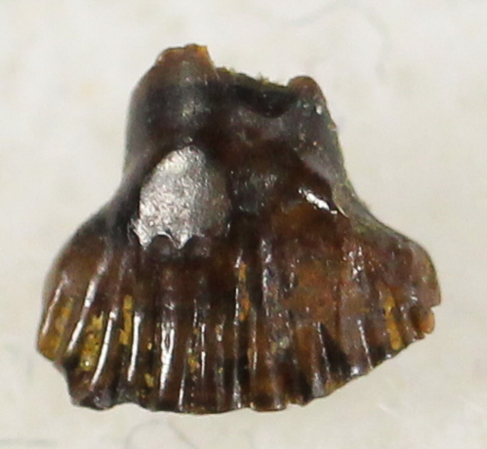 .15" Pachycephalosaurus Tooth For Sale (#20438) - FossilEra.com