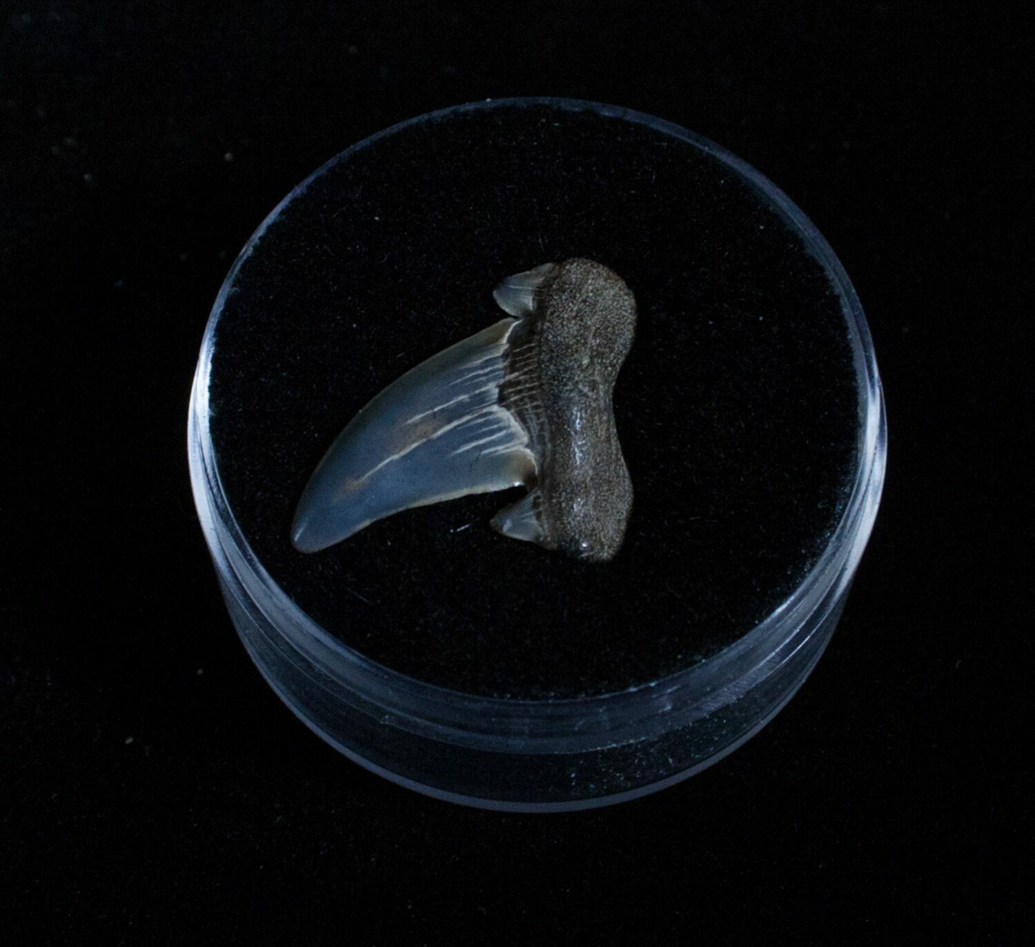 Otodus Obliquus Fossil Shark Tooth Maryland For Sale 3203