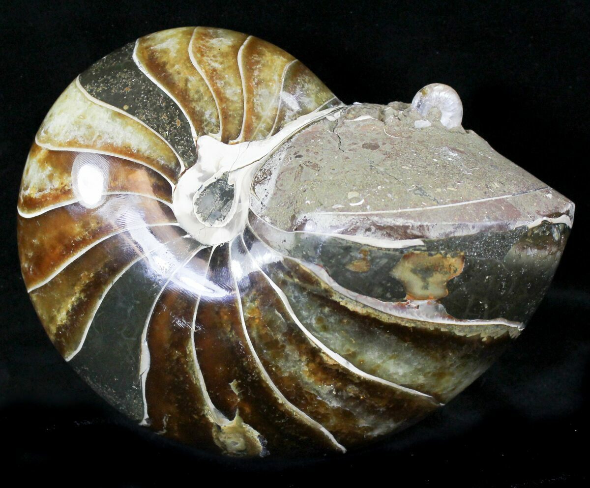 Huge 5.5" Cretaceous Nautilus Fossil Small Ammonite For Sale (#21634 ...