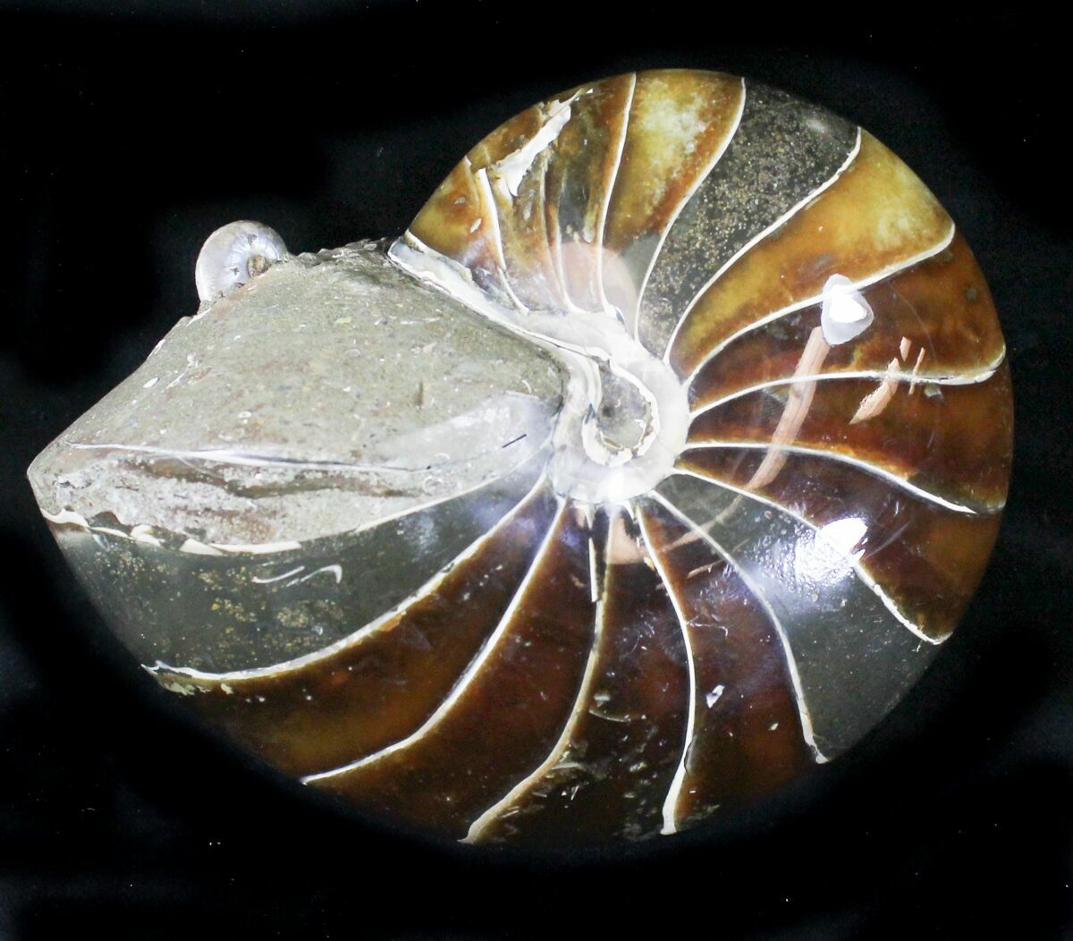 Huge 5.5" Cretaceous Nautilus Fossil Small Ammonite For Sale (#21634 ...