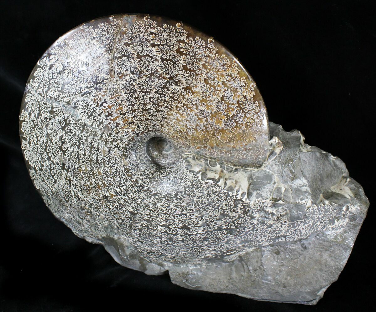 11.2" Placenticeras Ammonite Fossil - South Dakota For Sale (#21641 ...