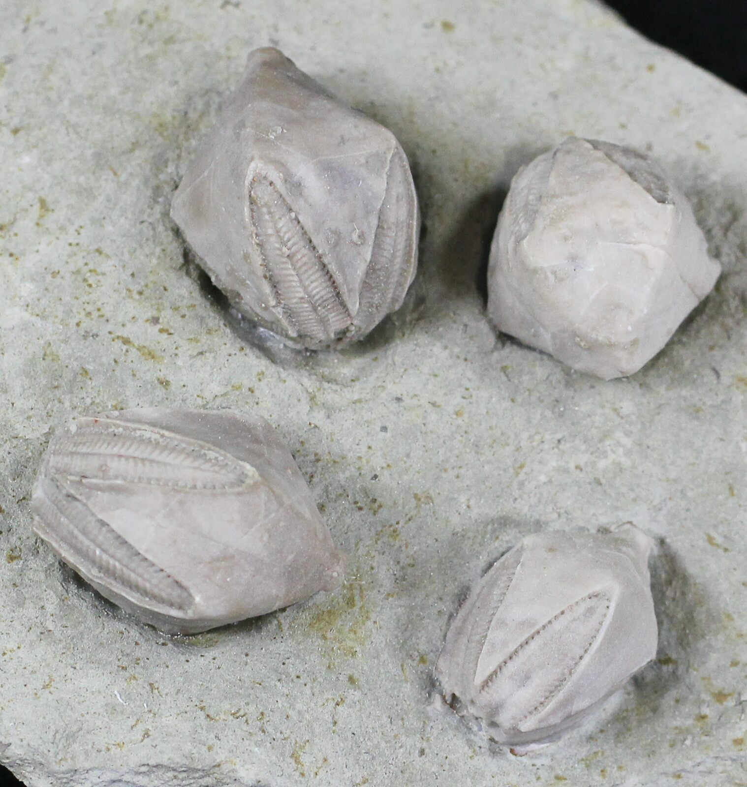 Blastoid Fossils For Sale - FossilEra.com