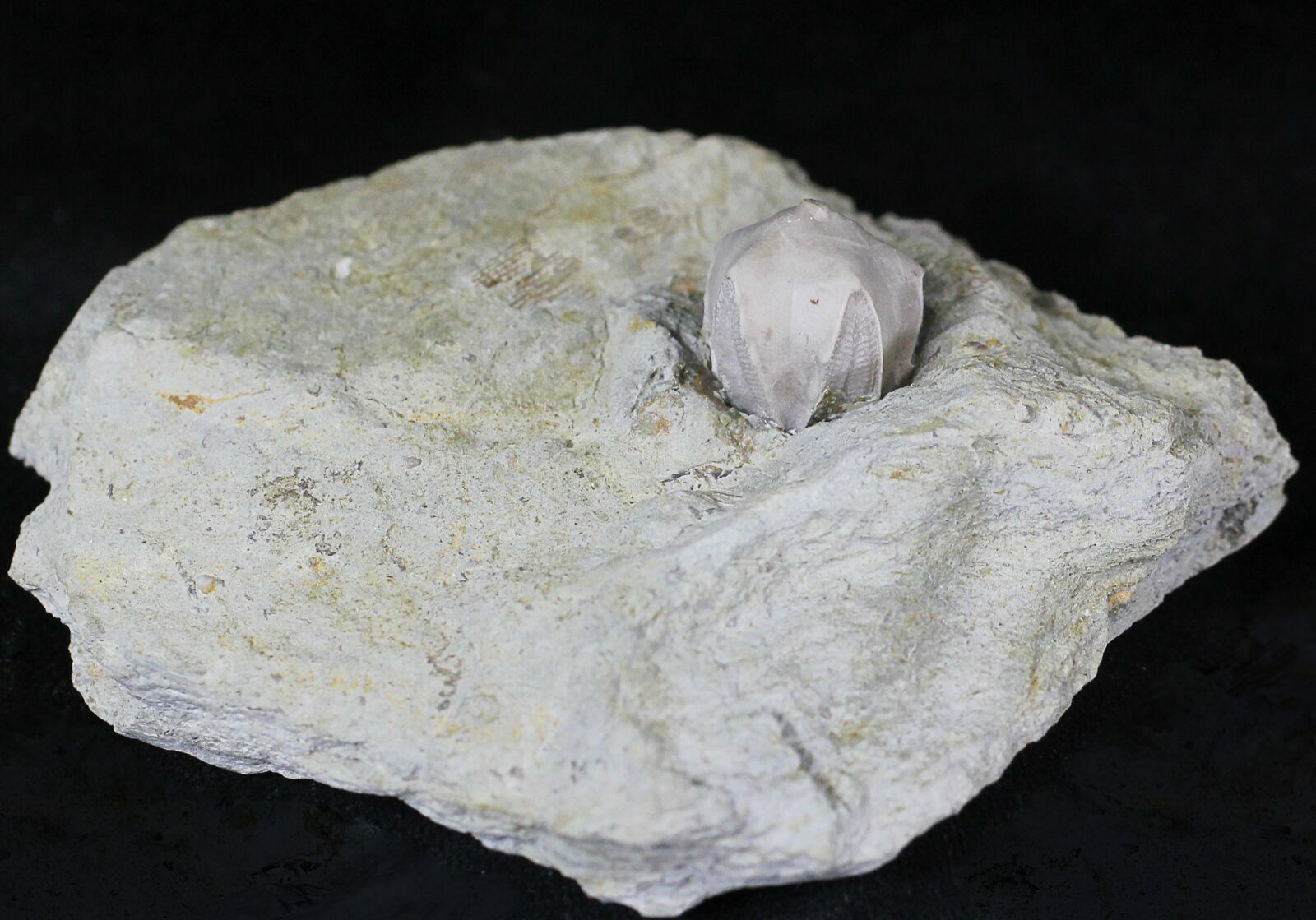 Blastoid (Pentremites) Fossil - Illinois For Sale (#20879) - FossilEra.com