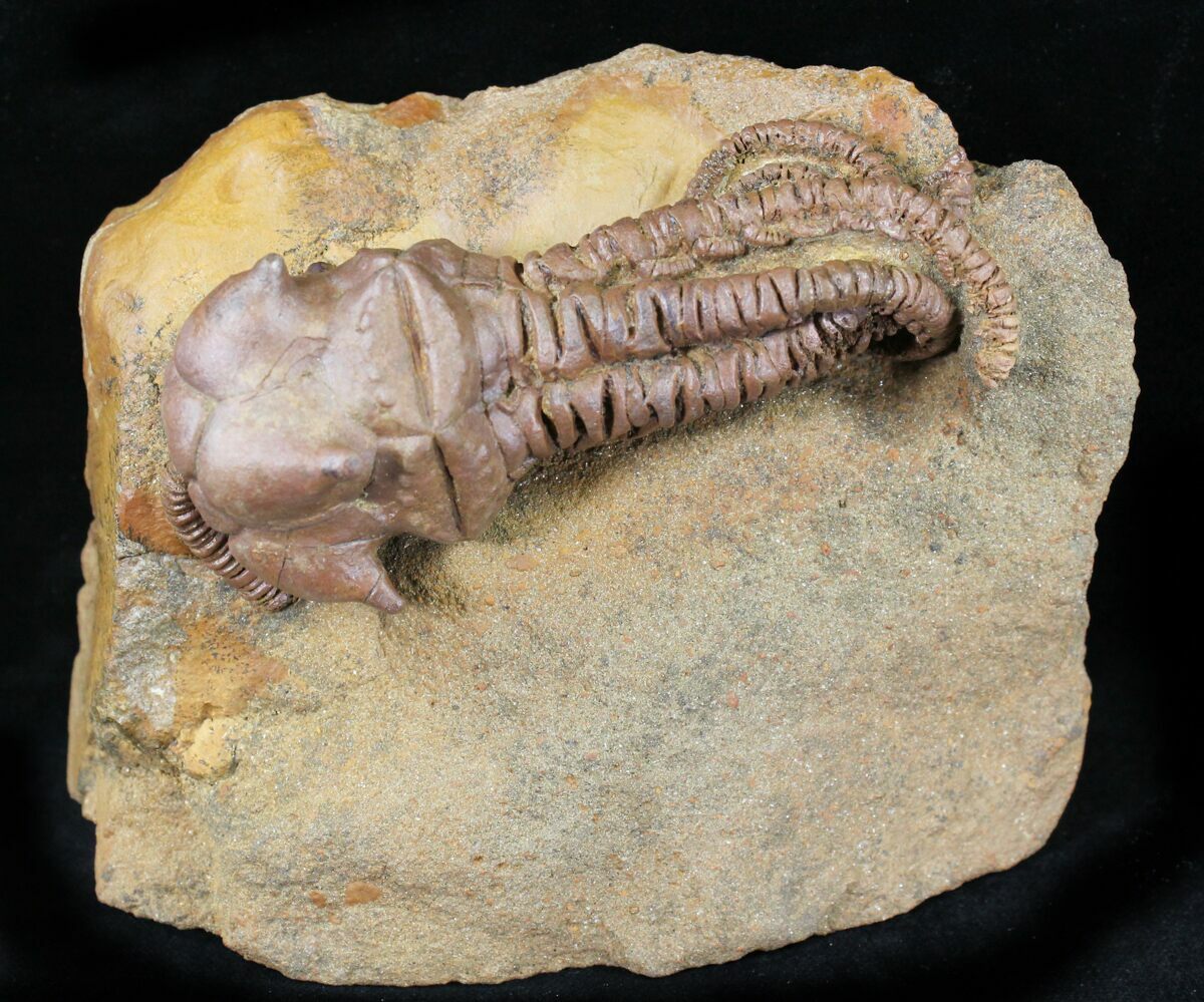 Incredible, 3D, 4.2" Jimbacrinus Crinoid - Australia For Sale (#21909 ...