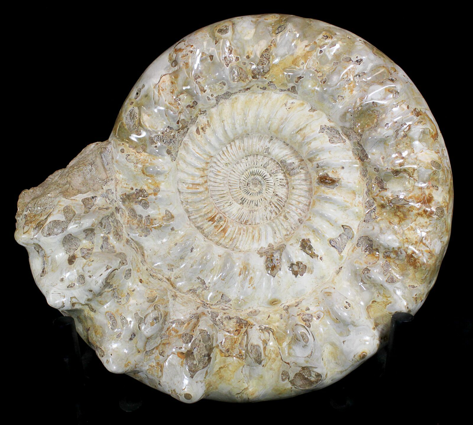Massive 17.6" Wide Ammonite Fossil With Stand For Sale (#21927 ...