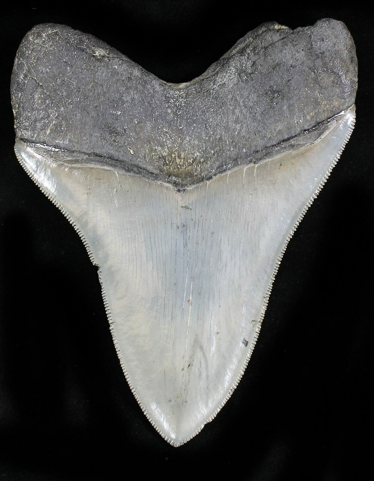 Razor Sharp 4.23" Megalodon Tooth For Sale (#21968) - FossilEra.com