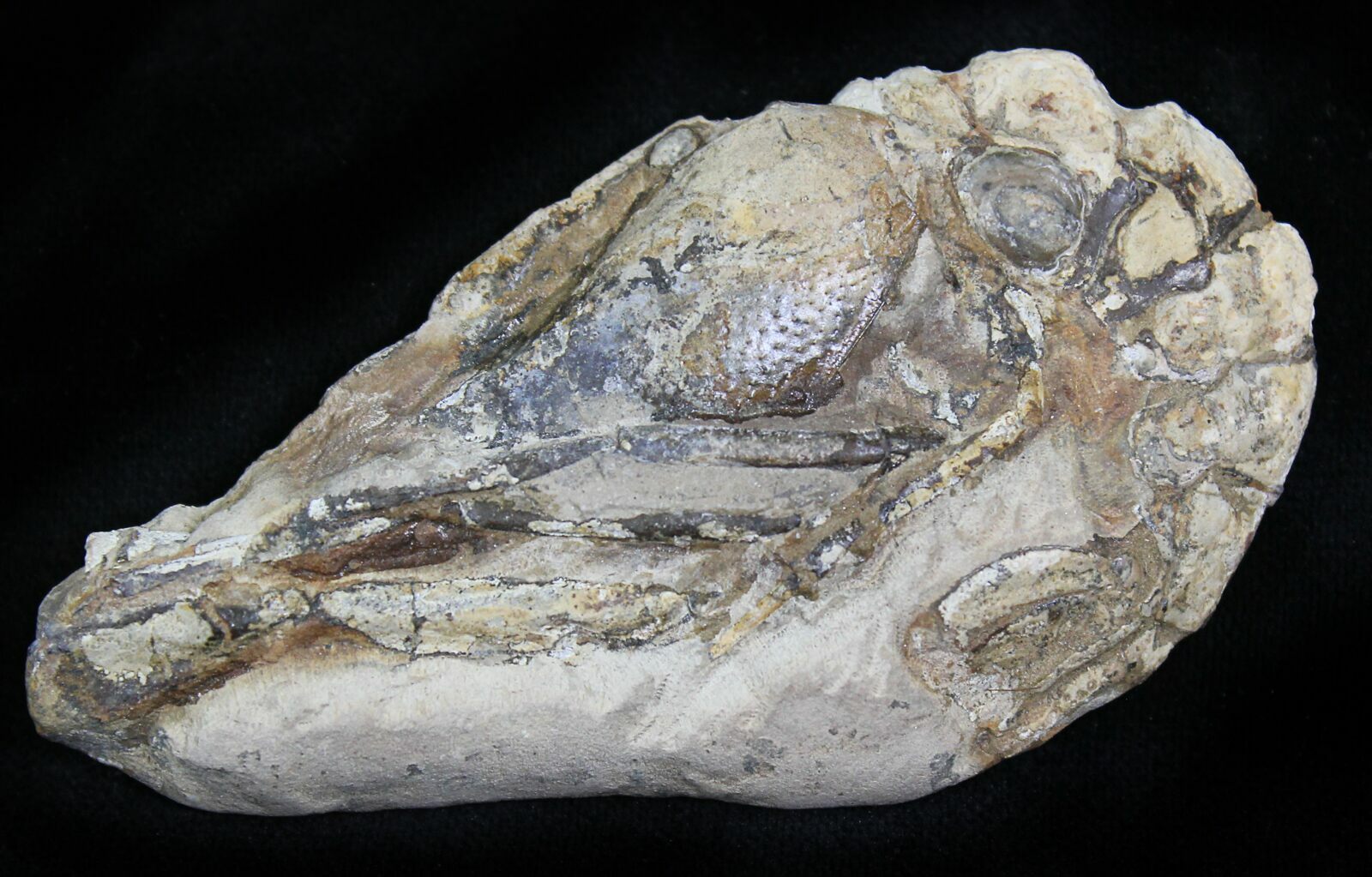 Fossil Lobster (Meyeria) - Cretaceous, Isle of Wight For Sale (#22088 ...