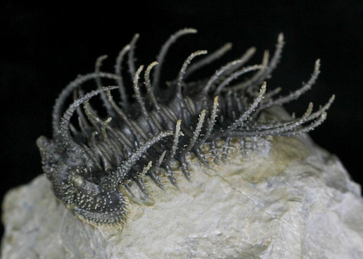 Moroccan Trilobites For Sale - FossilEra.com