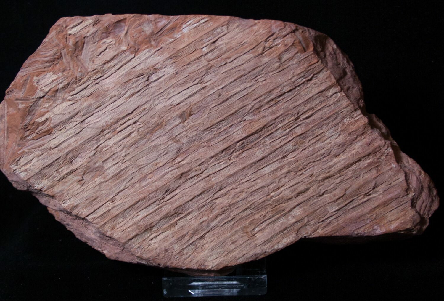 Carboniferous Sigillaria (Clubmoss) Plant Fossil For Sale (#3321 ...