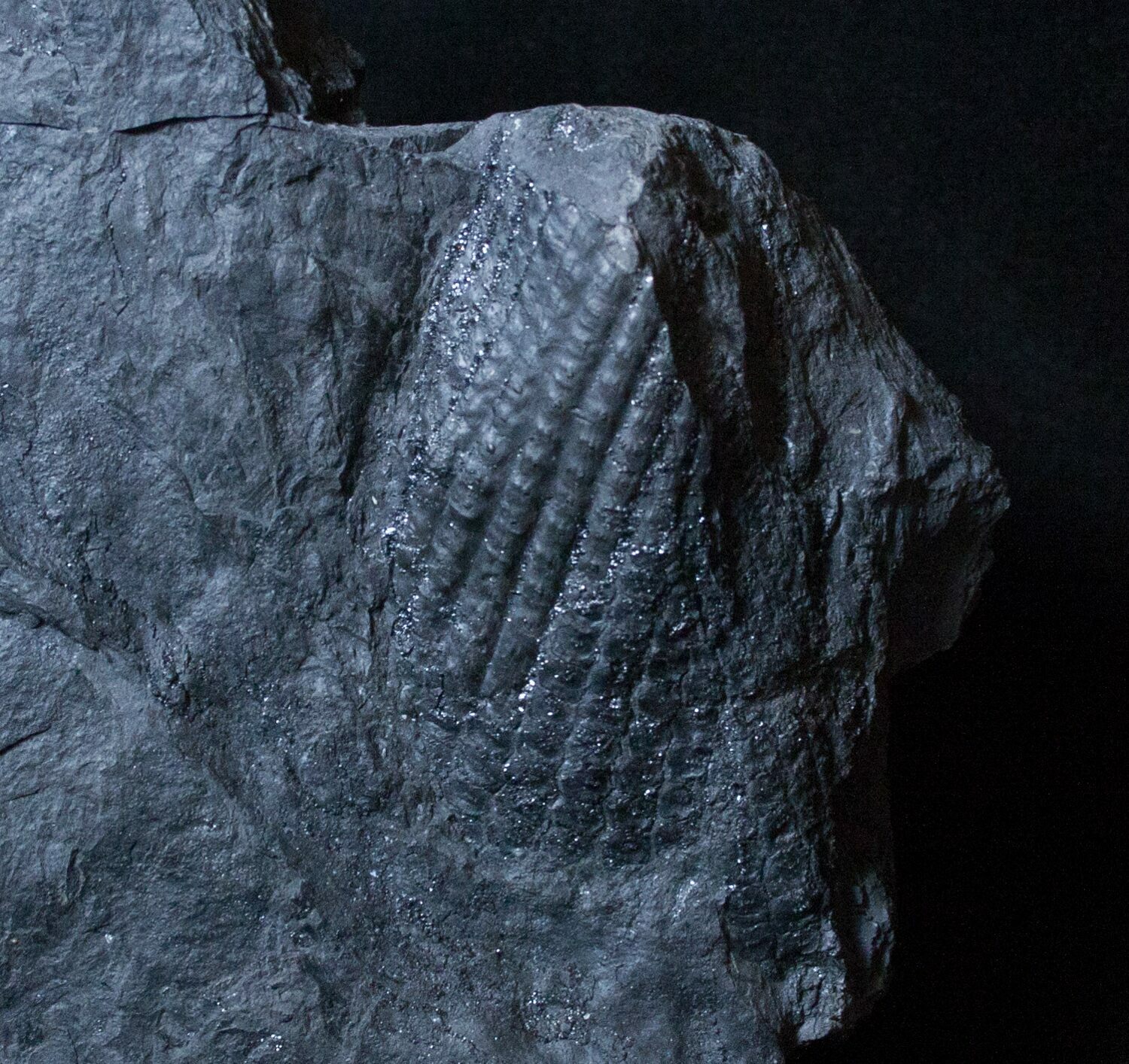 LARGE Sigillaria boblayi (Clubmoss) Plant Fossil - Poland For Sale ...