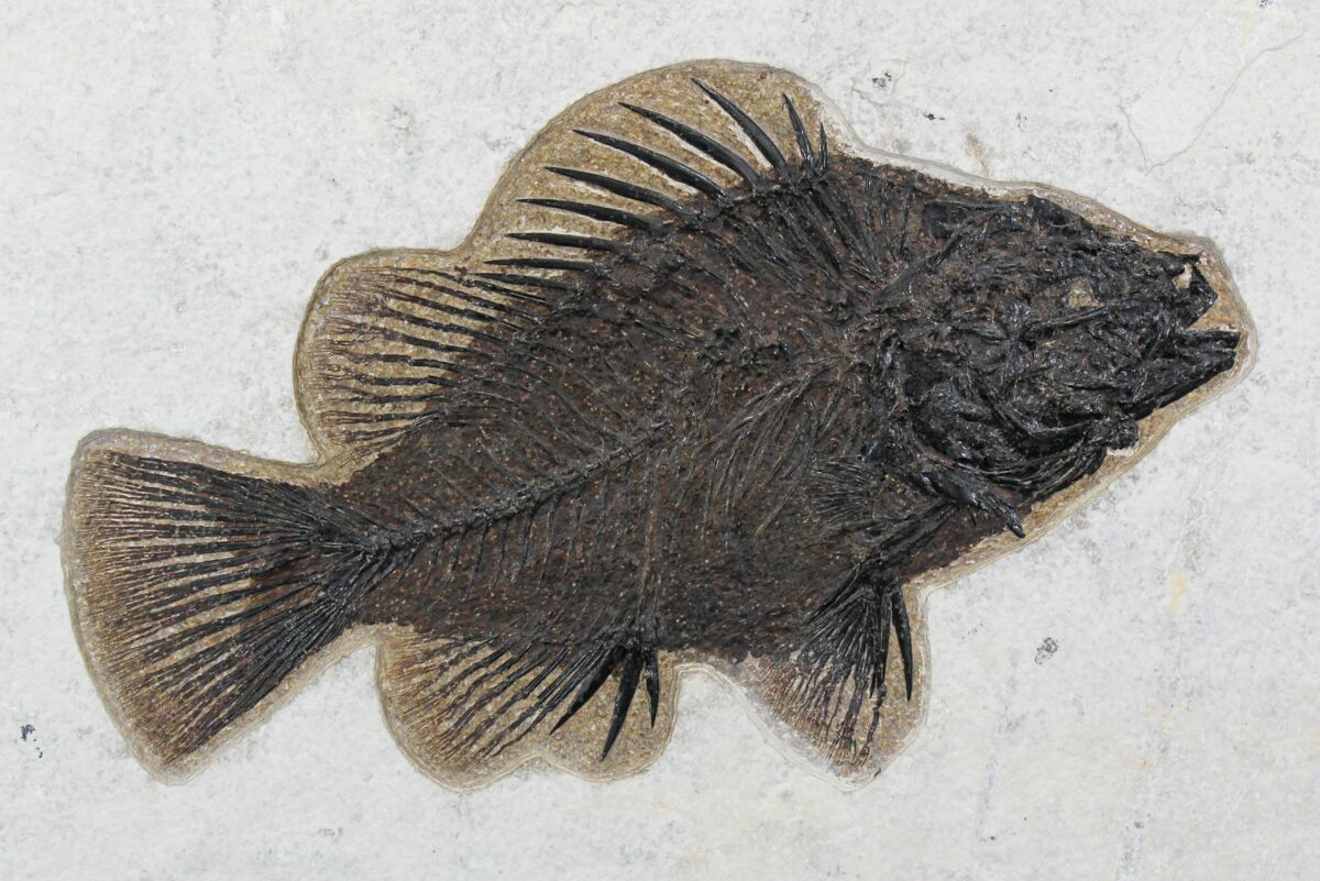Priscacara Fossil Fish For Sale - FossilEra.com