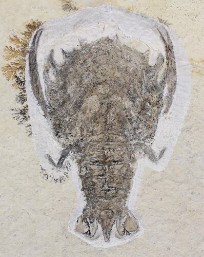 4.6" Jurassic Eryon (Decapod Crustacean) - Germany For Sale (#22448 ...