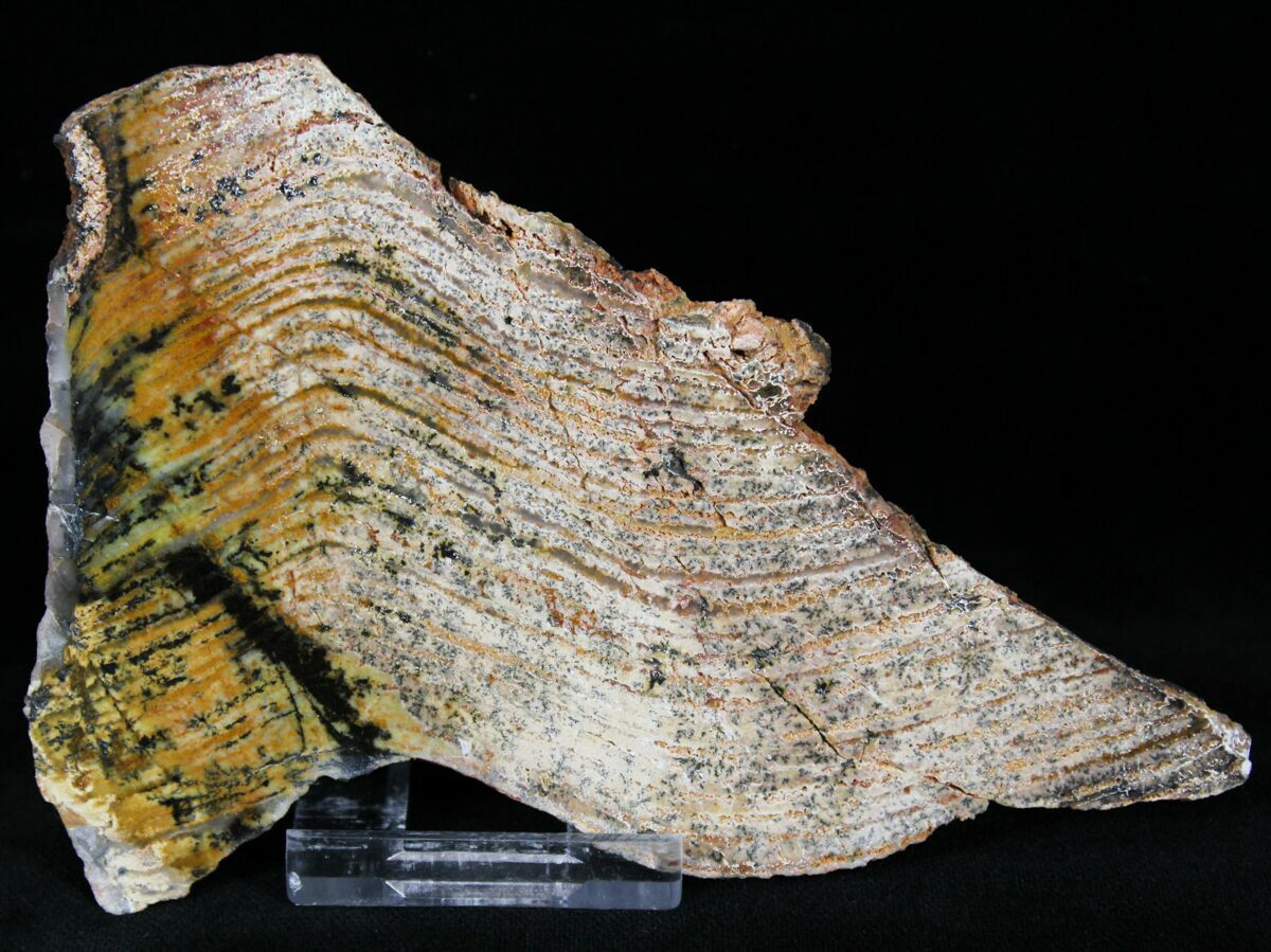 Strelley Pool Stromatolite - Oldest Known Life (3.43 Billion Years) For ...