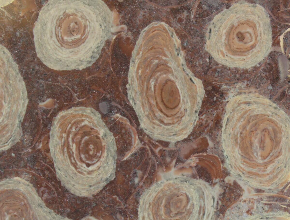 9" Wide Fossil Stromatolite Colony - 800 Million Years Old For Sale ...