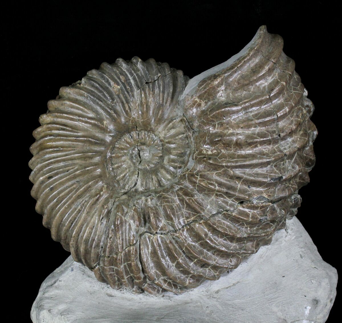 French Ammonites For Sale - FossilEra.com